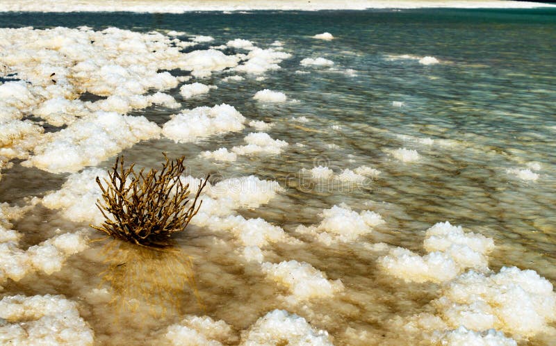 Salt Cover on the Shore of the Dead Sea Stock Image - Image of minerals ...