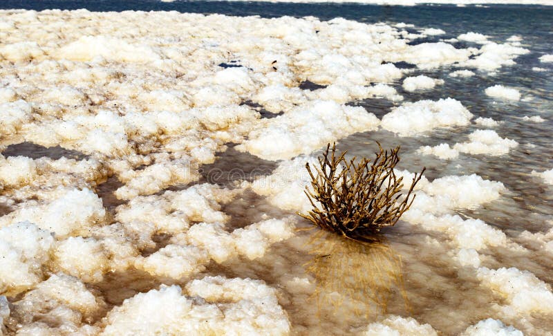 Salt Cover on the Shore of the Dead Sea Stock Image - Image of minerals ...