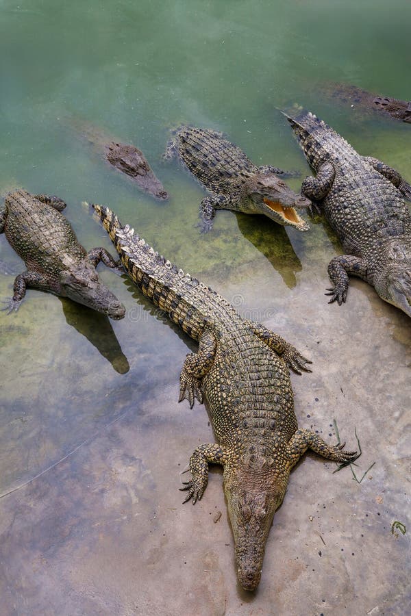 The Salt Crocodile on the River Near Canal Stock Image - Image of mouth ...