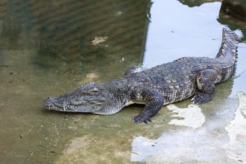 The Salt Crocodile Swimming on the River Near Canal Stock Image - Image ...