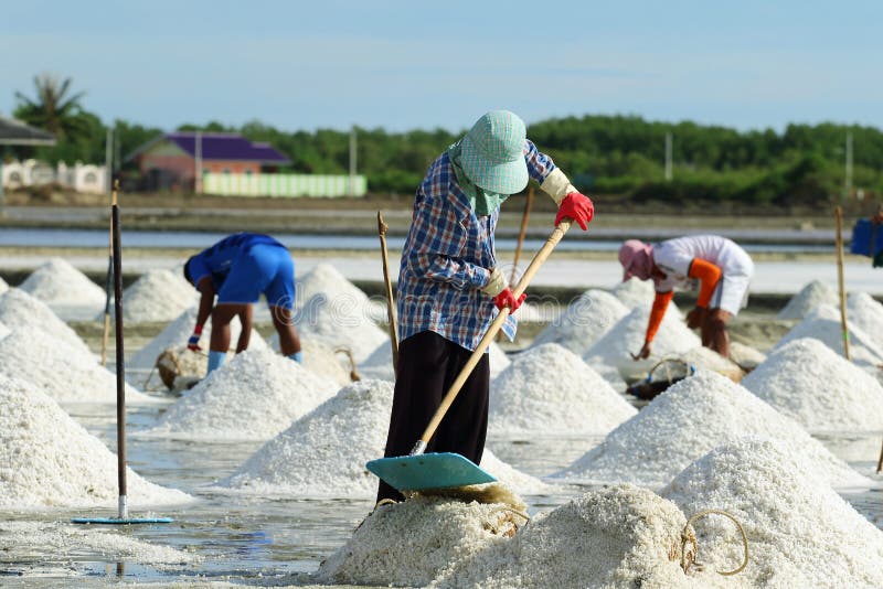Salt farm editorial photo. Image of flake, field, workman - 55501956