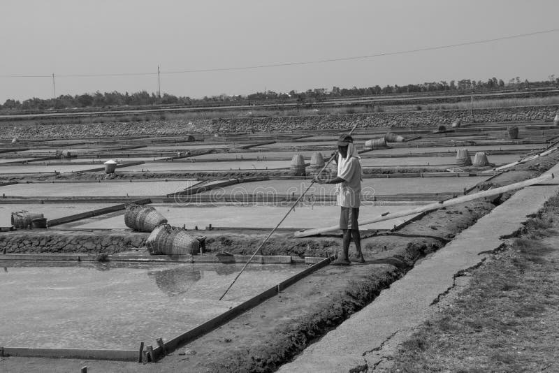 Salt Farmer Shoveled Salt Crystal in the Salt Garden, Salt Farming ...