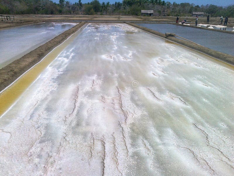 Salt Fields As a Source of Income for Salt Farmers Stock Photo - Image ...