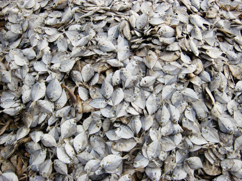 Salt fish stock photo. Image of fish, preserved, asia - 26571572