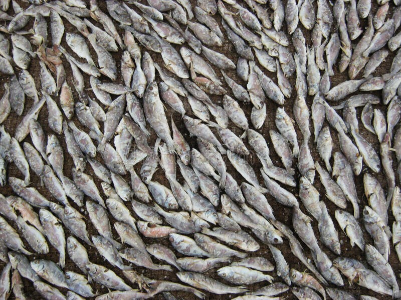 Salt fish stock photo. Image of codfish, fresh, delicious - 26571548