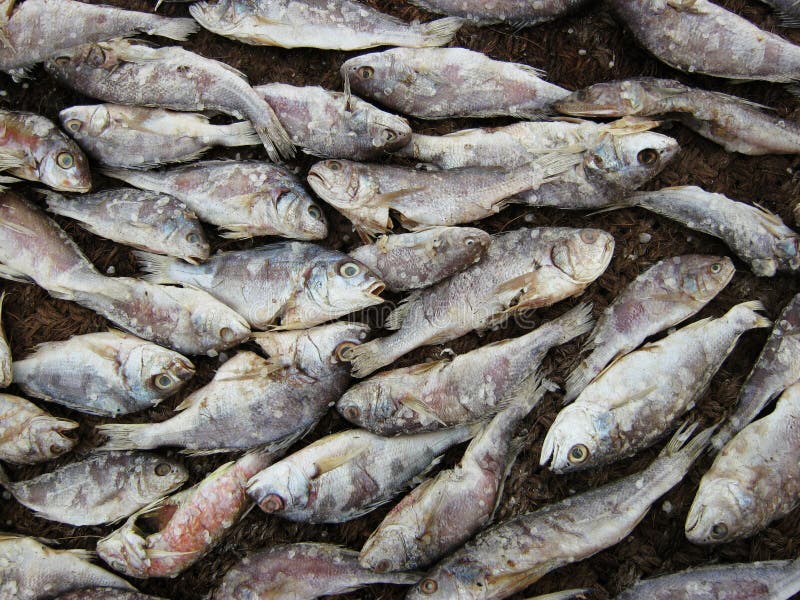 Salt fish stock photo. Image of codfish, fresh, delicious - 26571548