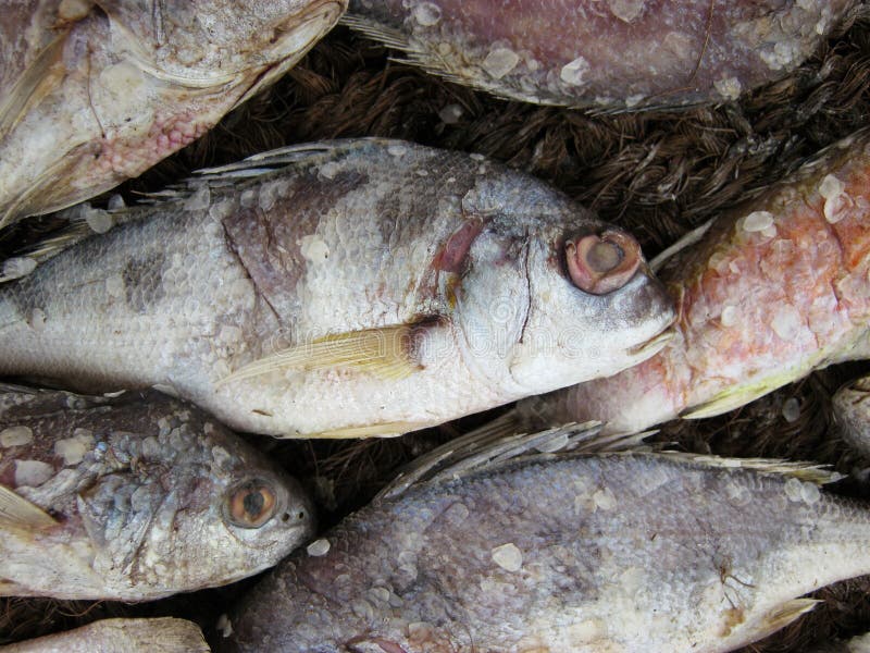 Salt fish stock photo. Image of fish, preserved, asia - 26571572