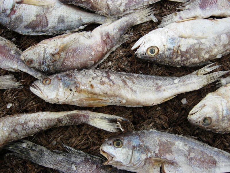 Salt fish stock photo. Image of codfish, fresh, delicious - 26571548
