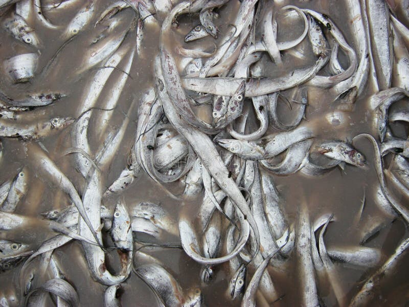 Salt fish stock photo. Image of codfish, fresh, delicious - 26571548