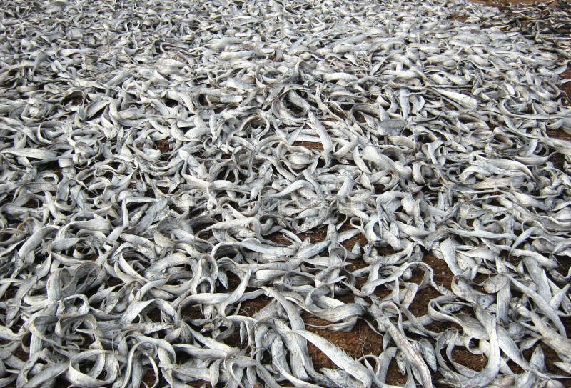 Salt fish stock image. Image of cuisine, fish, diet, nutrition - 26571397