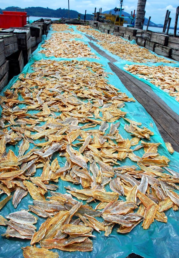 Salt fish stock image. Image of food, malaysian, fisherman - 2879613