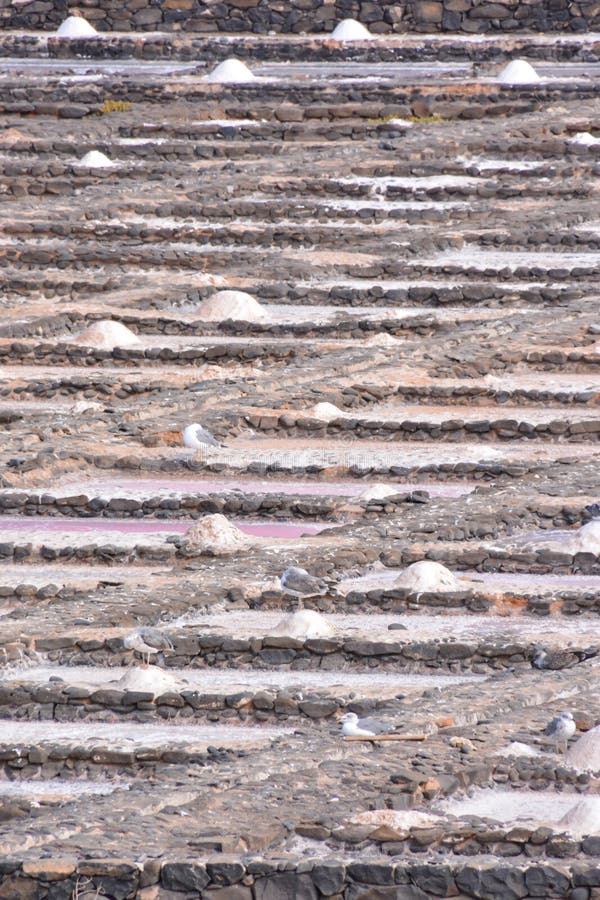 Salt Flat Field stock photo. Image of landscape, bonneville - 262797242