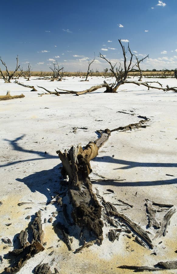 Salt Lakes and Dead Trees stock image. Image of aussie - 13991683