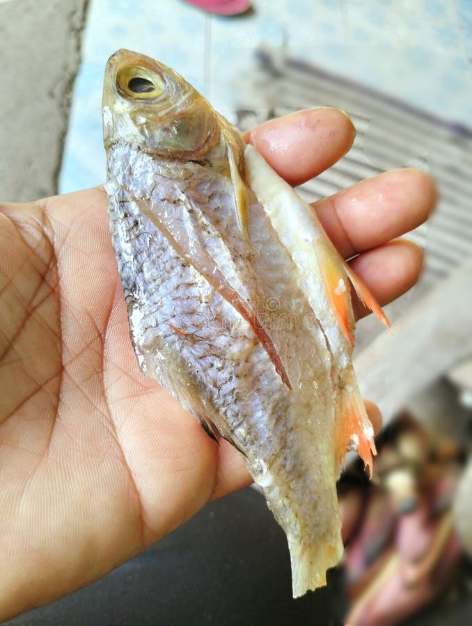Salt-marinated Fish is Cleaned and Has Slit Marks. Put it on Your Palm ...