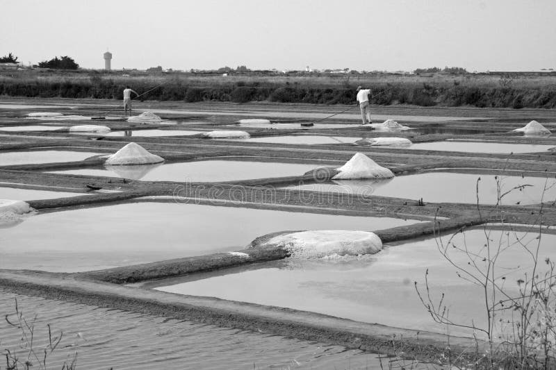 Salt Marsh Fields with Staff To Harvest the Salt Stock Photo - Image of ...