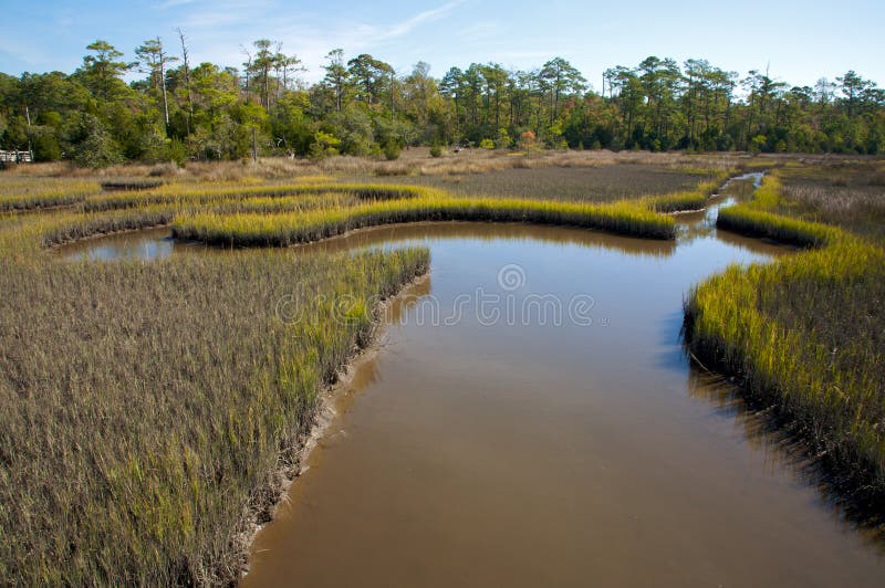 Salt marsh, North Carolina stock image. Image of abstract - 12905935