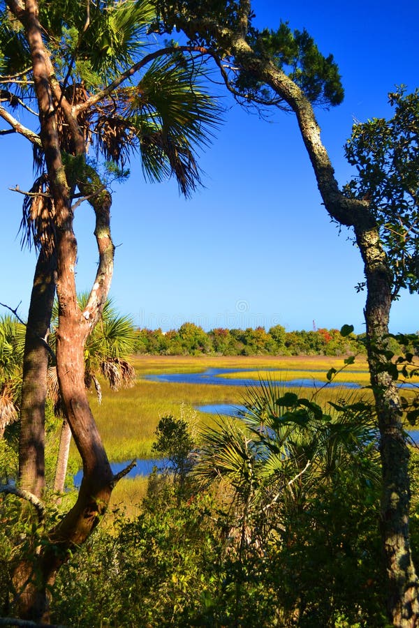 695 Florida Palm Trees Marsh Stock Photos - Free & Royalty-Free Stock Photos from Dreamstime