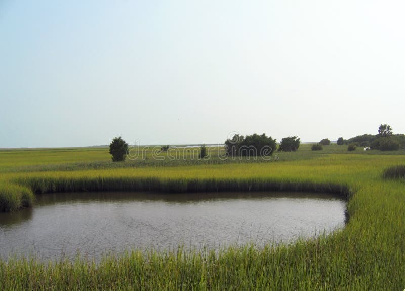 Salt marsh pond stock photo. Image of intra, scenic, coastal - 2969584