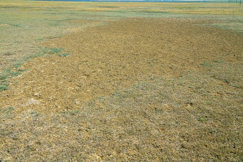 Salt-marsh Steppe is Heavily Ravaged by Cattle Stock Image - Image of ...