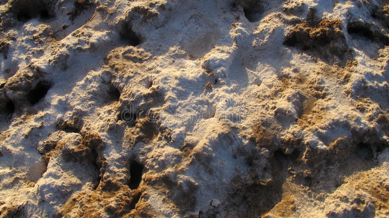 Salt marsh stock image. Image of marsh, salt, shelf, wilderness - 63605585