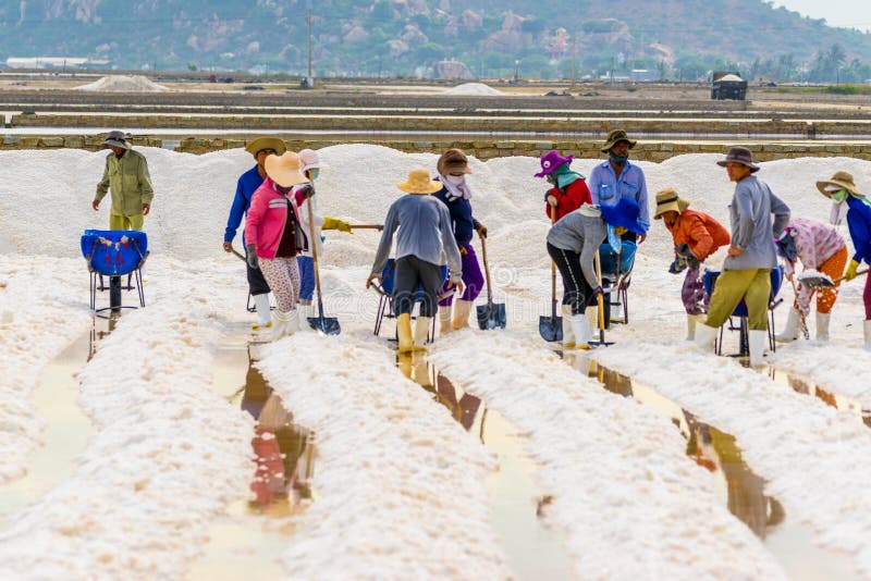 The Salt People are Raking Salt in the Salt Field in Phan Rang Ninh ...