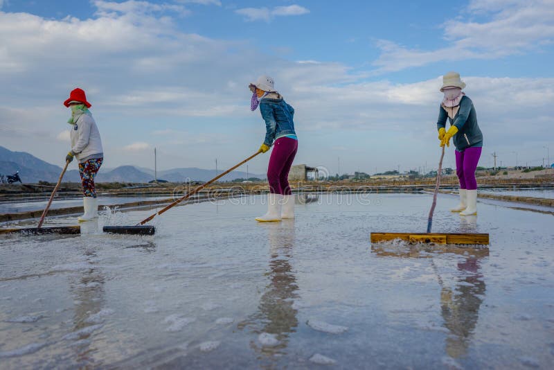 The Salt People are Raking Salt in the Salt Field in Phan Rang Ninh ...