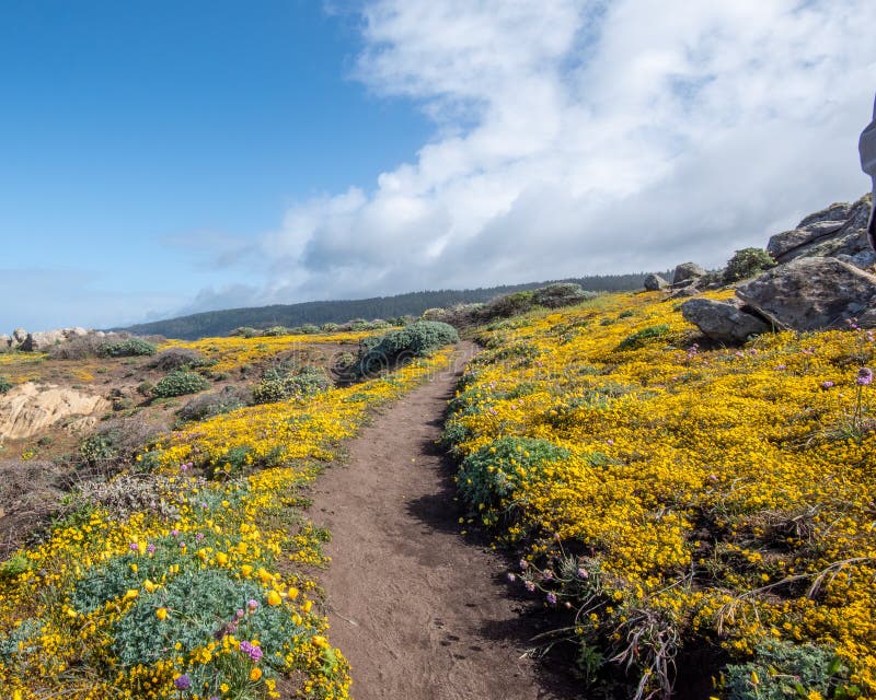 Salt Point State Park in the Spring Featuring Yellow Flowers Stock ...