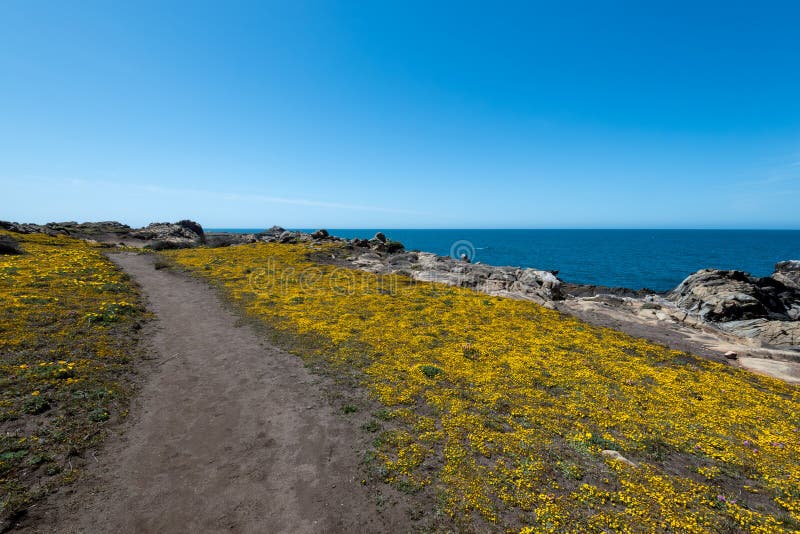 Salt Point State Park in the Spring Featuring Yellow Flowers Stock ...