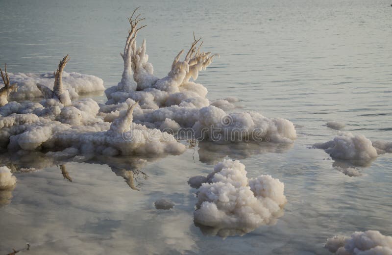 Salt Rocks and Trees at the Dead Sea Stock Photo - Image of salty ...