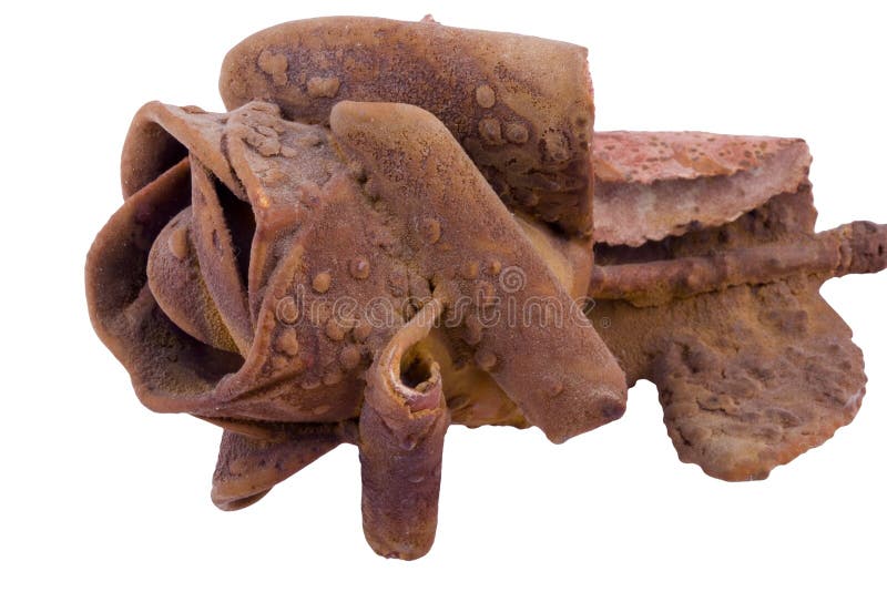 Salt Rose stock photo. Image of mineral, rose, gift, stony - 4154668