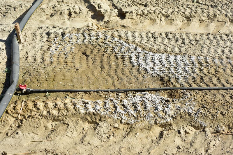 Salt Soil Crust Caused by the Leaching Stock Photo - Image of leaching ...