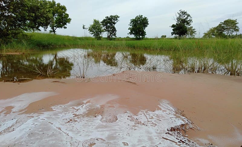 Salt Soil in Rice Fields Due To Soil Infertility Stock Image - Image of ...