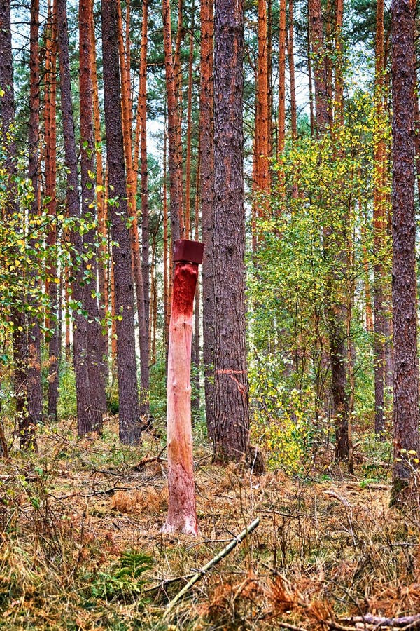 A Salt Stone in the Forest. a Lickstone for Wild Animals Such As Deer ...
