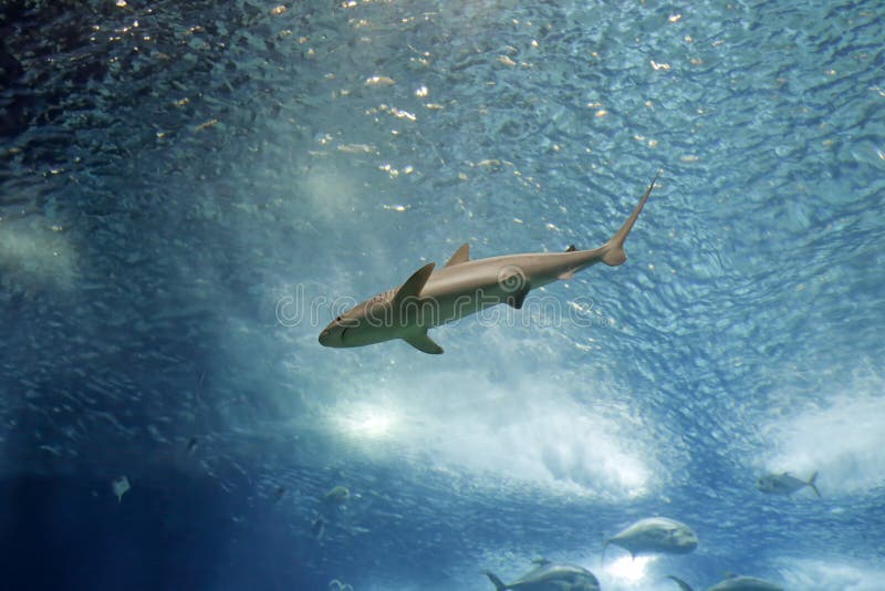 Salt water aquarium shark stock photo. Image of tourism - 148367374