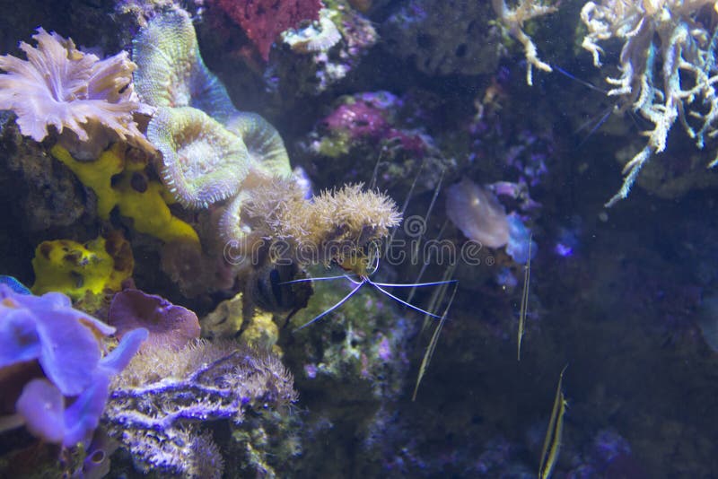 Salt water aquarium shrimp stock image. Image of fish - 84774457