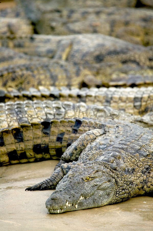 Salt water crocodile stock image. Image of water, hungry - 8677107