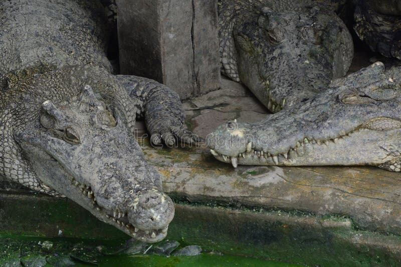 Salt water crocodile stock image. Image of water, crocodile - 116562961