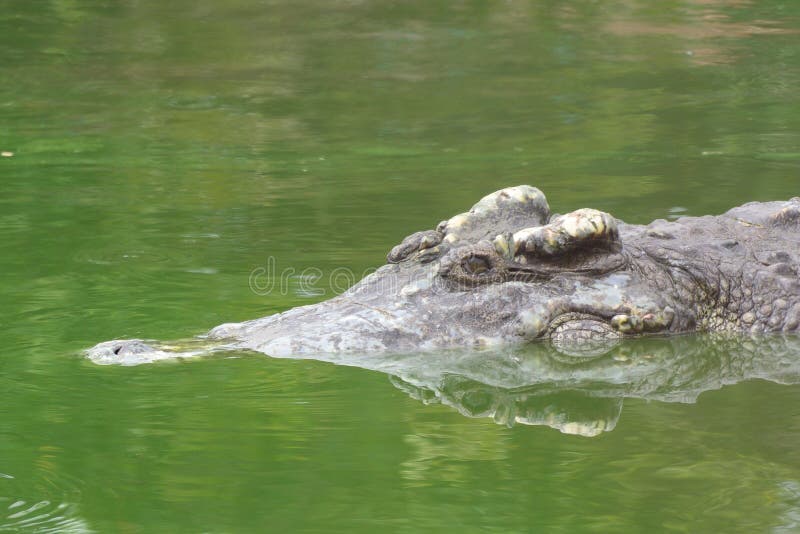 Salt water crocodile stock image. Image of crocodile - 116563875