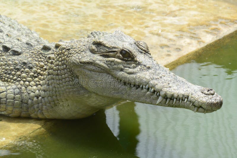 Salt water crocodile stock image. Image of crocodie - 116565407