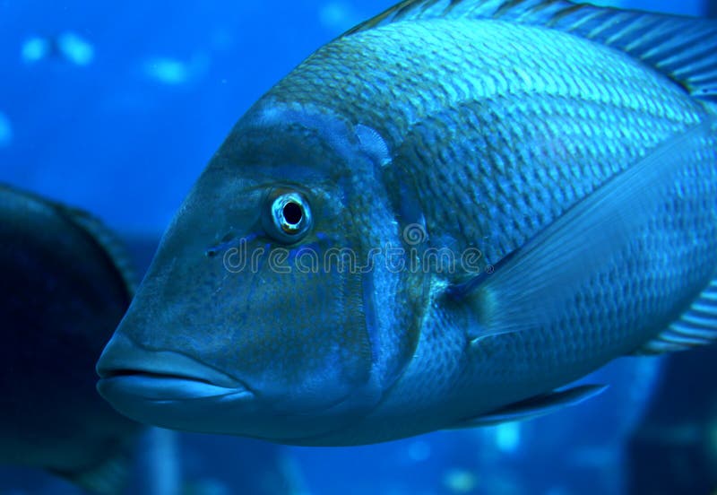 Salt Water Fish Royalty Free Stock Images - Image: 13164579