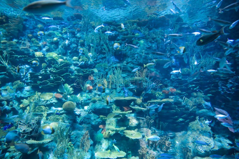 The Salt Water Fish in the Ocean or Aquarium 18 Nov 2012 Stock Photo ...