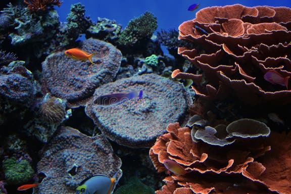 Salt water life stock photo. Image of aquarium, float - 146150546