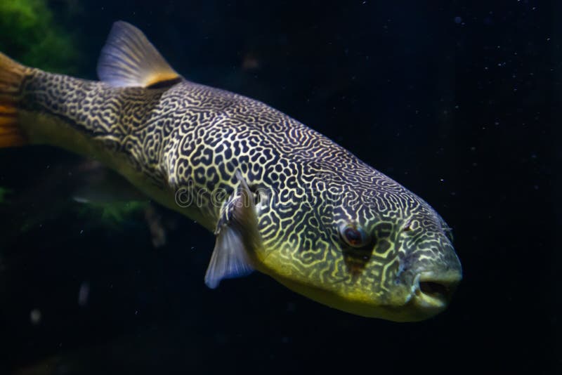 The Salt Water Puffer Fish Close-up Underwater Stock Photo - Image of ...