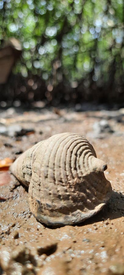 Salt Water Sea Shell stock image. Image of leaf, shell - 207889277