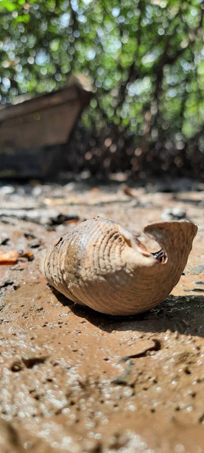 Salt Water Sea Shell stock image. Image of nature, wildlife - 207889165