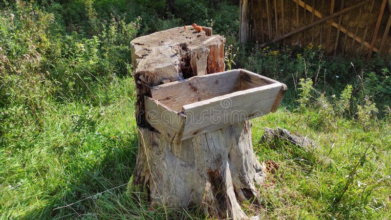 Salt for wild animals stock image. Image of health, forestry - 261417299