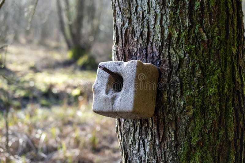 Salt for Wild Animals on the Tree Trunk in Autumn Forest. Stock Image ...