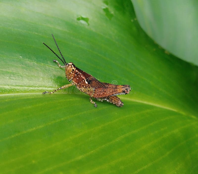 Saltamontes foto de archivo. Imagen de hoja, saltamontes - 95813732