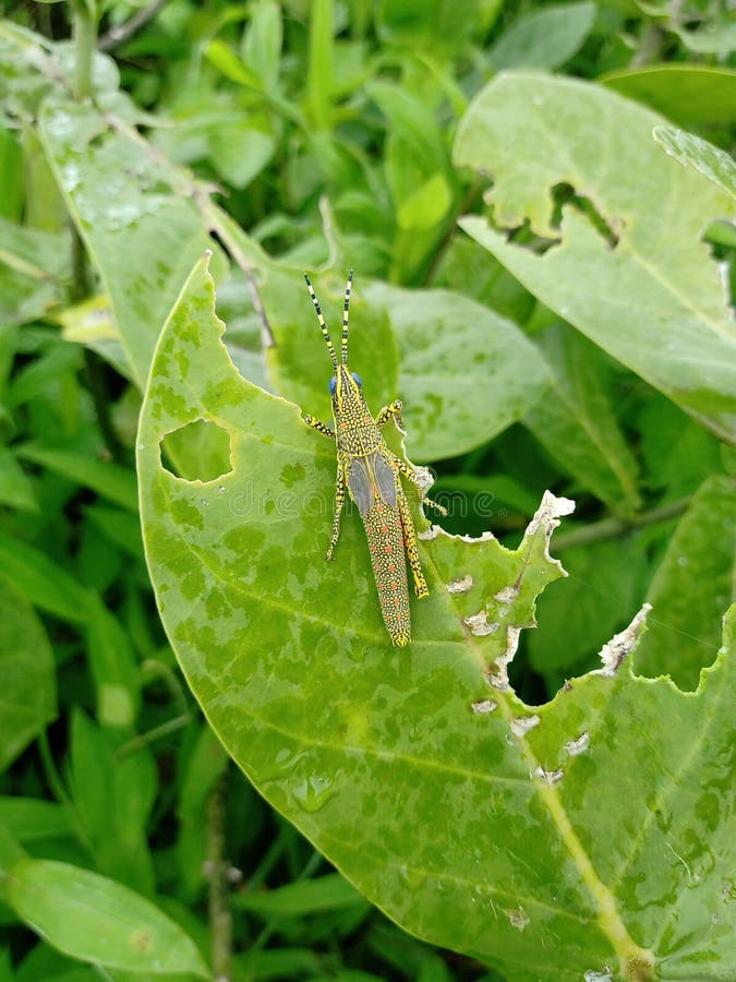 Saltamontes comiendo leafu imagen de archivo. Imagen de comer - 192745429