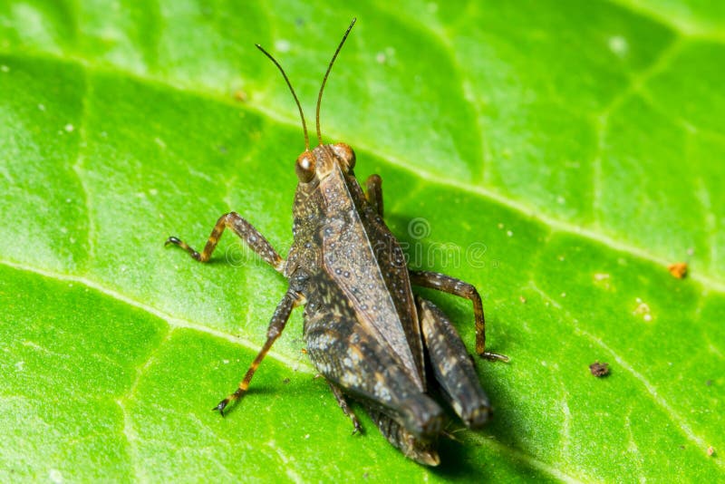 Grillo Que Alimenta En Una Hoja Foto de archivo - Imagen de primer ...